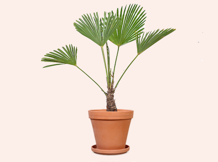 Goedkope winterharde Wagner palm? - Tripper.nl