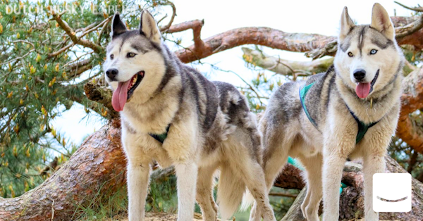 Dutch Husky Experience | Actieprijs € 39,95 (-20%) - Tripper.nl